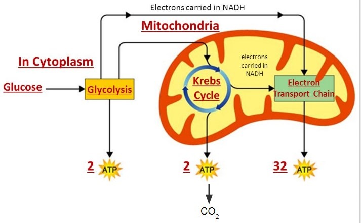 Mitochondria Cellular Respiration Diagram