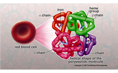 Haemoglobin Variants | elink