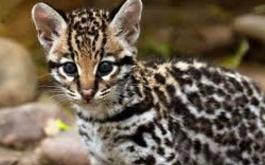 Baby Ocelots In The Wild
