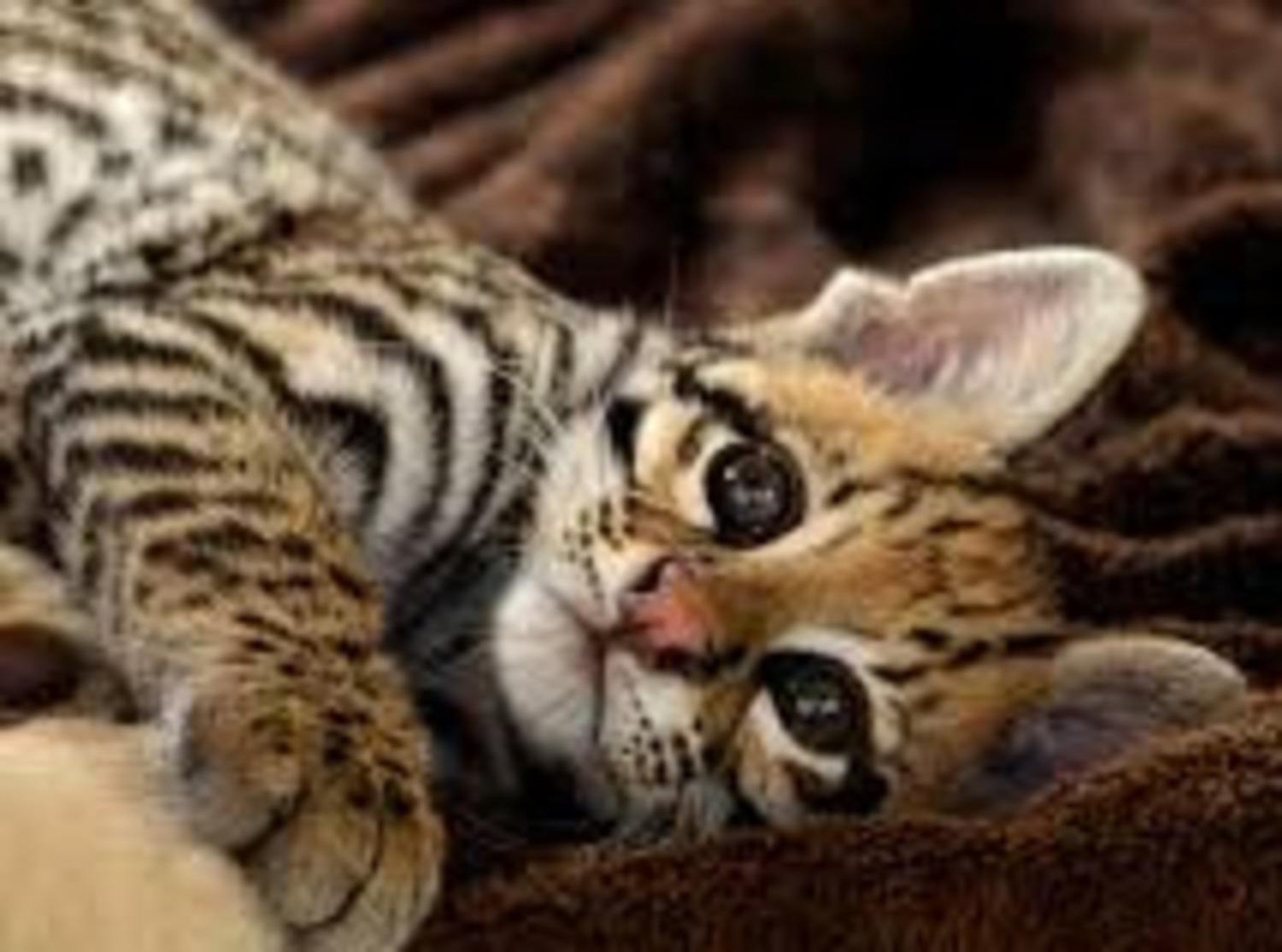 Cute Baby Ocelots