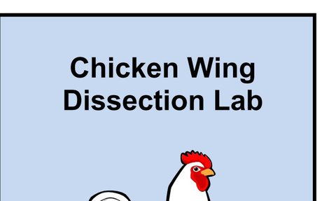 Chicken Wing Dissection Lab Answers